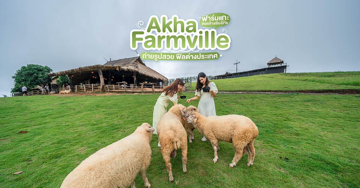 Akha Farmville ฟาร์มแกะดอยช้าง เชียงราย ถ่ายรูปสวย ฟีลต่างประเทศ