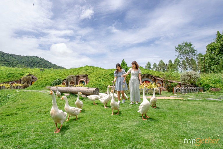 Alpaca Hill ที่เที่ยวสวนผึ้ง ราชบุรี ฟาร์มสัตว์สุดคิ้วท์ที่ต้องมาเช็คอิน