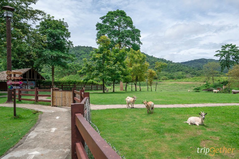 Alpaca Hill ที่เที่ยวสวนผึ้ง ราชบุรี ฟาร์มสัตว์สุดคิ้วท์ที่ต้องมาเช็คอิน