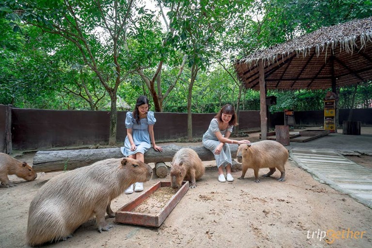 Alpaca Hill ที่เที่ยวสวนผึ้ง ราชบุรี ฟาร์มสัตว์สุดคิ้วท์ที่ต้องมาเช็คอิน
