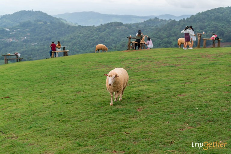 Akha Farmville ฟาร์มแกะดอยช้าง เชียงราย ถ่ายรูปสวย ฟีลต่างประเทศ