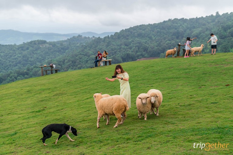 Akha Farmville ฟาร์มแกะดอยช้าง เชียงราย ถ่ายรูปสวย ฟีลต่างประเทศ