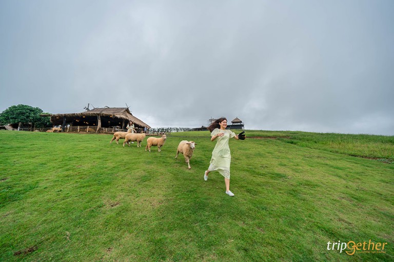 Akha Farmville ฟาร์มแกะดอยช้าง เชียงราย ถ่ายรูปสวย ฟีลต่างประเทศ