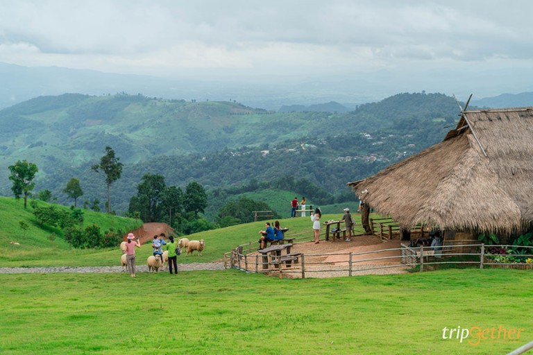 Akha Farmville ฟาร์มแกะดอยช้าง เชียงราย ถ่ายรูปสวย ฟีลต่างประเทศ