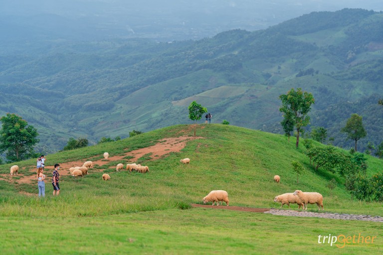 Akha Farmville ฟาร์มแกะดอยช้าง เชียงราย ถ่ายรูปสวย ฟีลต่างประเทศ