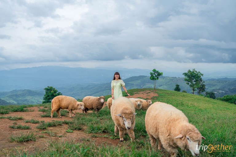 Akha Farmville ฟาร์มแกะดอยช้าง เชียงราย ถ่ายรูปสวย ฟีลต่างประเทศ