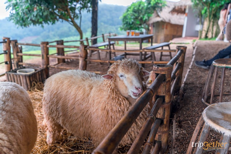 Akha Farmville ฟาร์มแกะดอยช้าง เชียงราย ถ่ายรูปสวย ฟีลต่างประเทศ