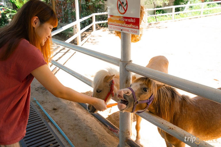 Bonanza Exotic Zoo เขาใหญ่ เปิดโลกความน่ารักของสัตว์ตัวน้อย