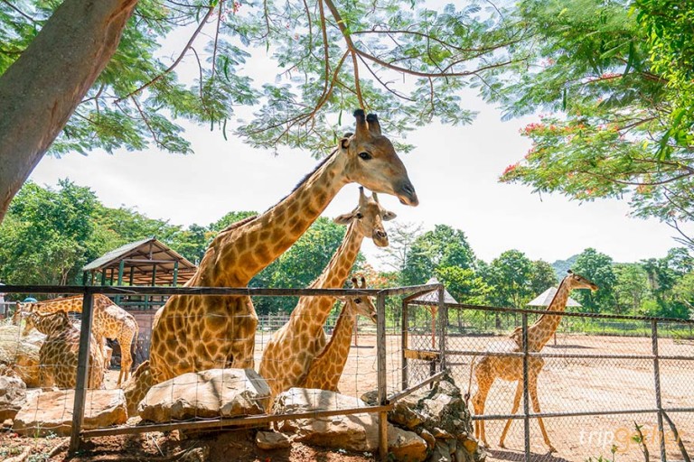 Bonanza Exotic Zoo เขาใหญ่ เปิดโลกความน่ารักของสัตว์ตัวน้อย