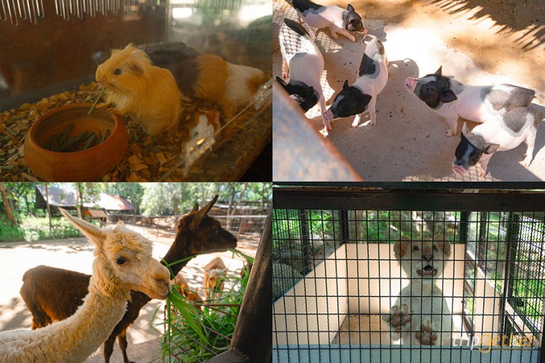 Bonanza Exotic Zoo เขาใหญ่ เปิดโลกความน่ารักของสัตว์ตัวน้อย