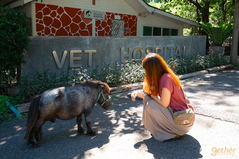 Bonanza Exotic Zoo เขาใหญ่ เปิดโลกความน่ารักของสัตว์ตัวน้อย